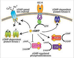 Life cycle of receptors, G proteins and Second Messengers (Definition ...