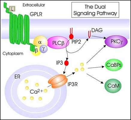 Life cycle of receptors, G proteins and Second Messengers (Definition ...
