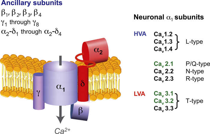 Ion Channels - Definition, Types, Description of Sodium, Calcium ...