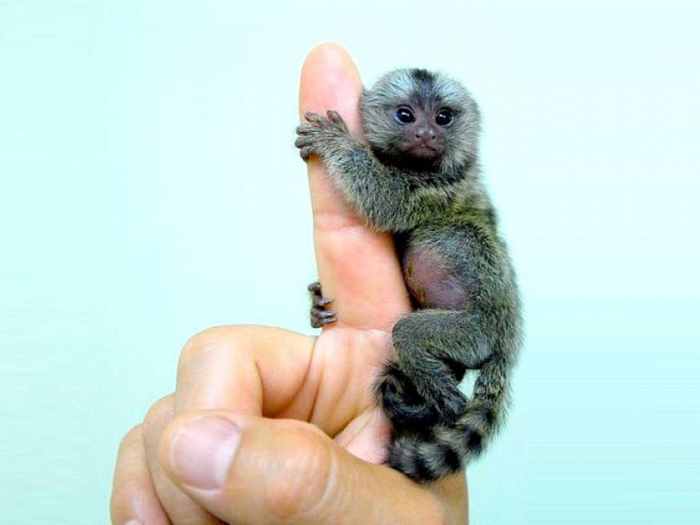 11 Cutest Exotic Pets Like Toys - HubPages