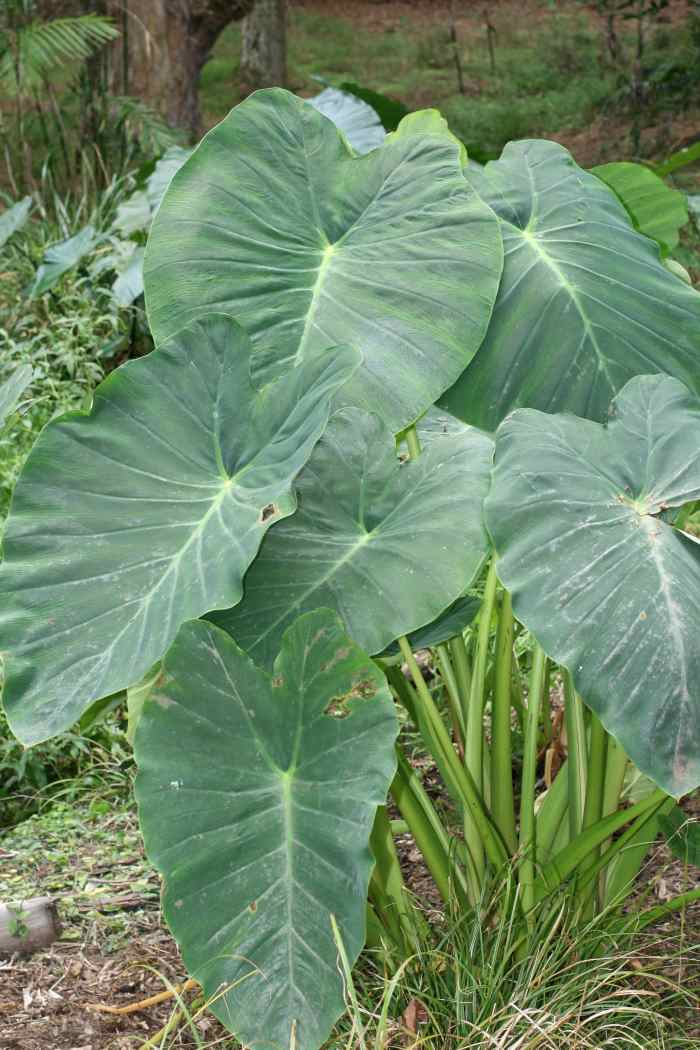 Taro Root - Colocasia or Arbi and Poi - Nutrition and Health Benefits ...