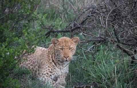 THE STRAWBERRY LEOPARD - HubPages