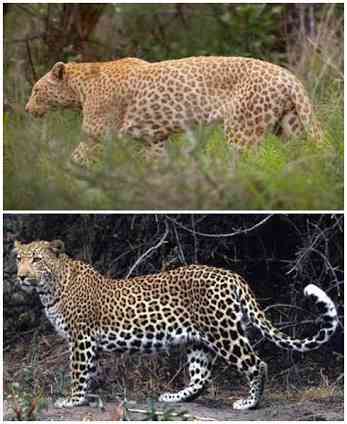 THE STRAWBERRY LEOPARD - HubPages