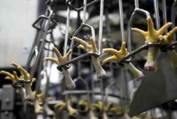 Natural Collagen Source From Chicken Feet, Really? - HubPages