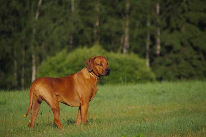 Rhodesian Ridgeback German Shepherd Mix - HubPages