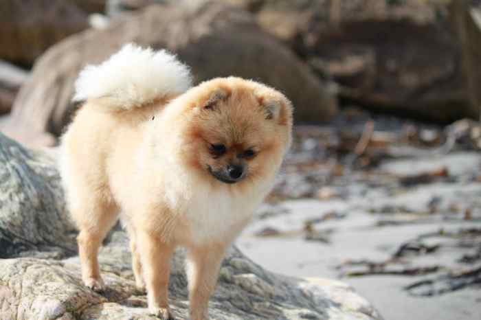 Boxer Pomeranian Mix - Learn All About the Pomoxer - HubPages