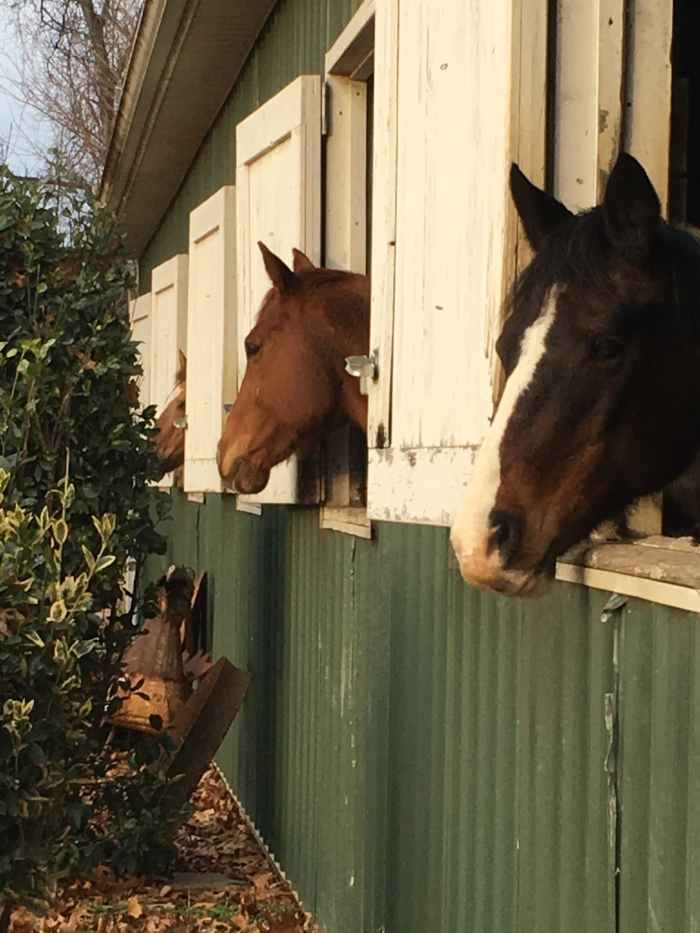 The "Non-Horsey" Parents Guide To Riding Lessons - HubPages