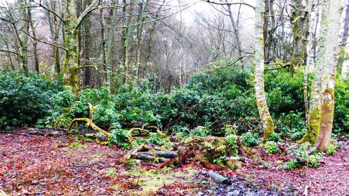Fullarton Woods: Troon South Ayrshire Scotland - HubPages