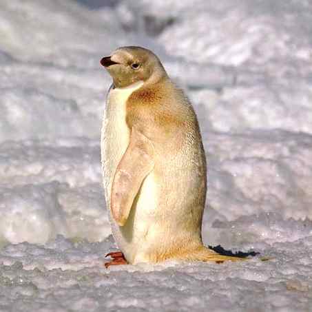 Leucistic Animals - HubPages
