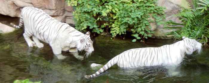 Leucistic Animals - HubPages