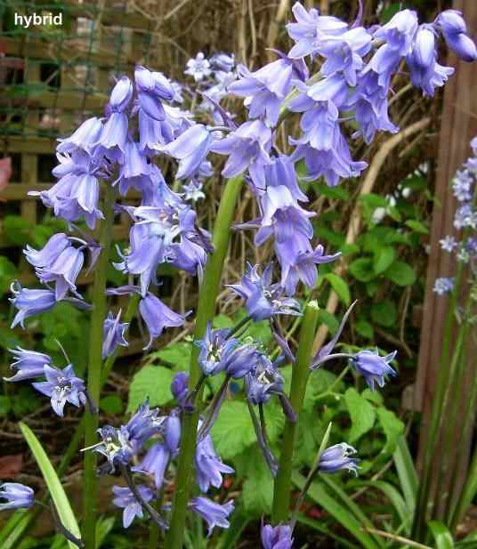 How to Grow English Bluebells from Seed - HubPages