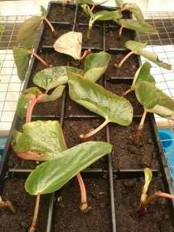 How to Grow Begonias From Cuttings - Dengarden