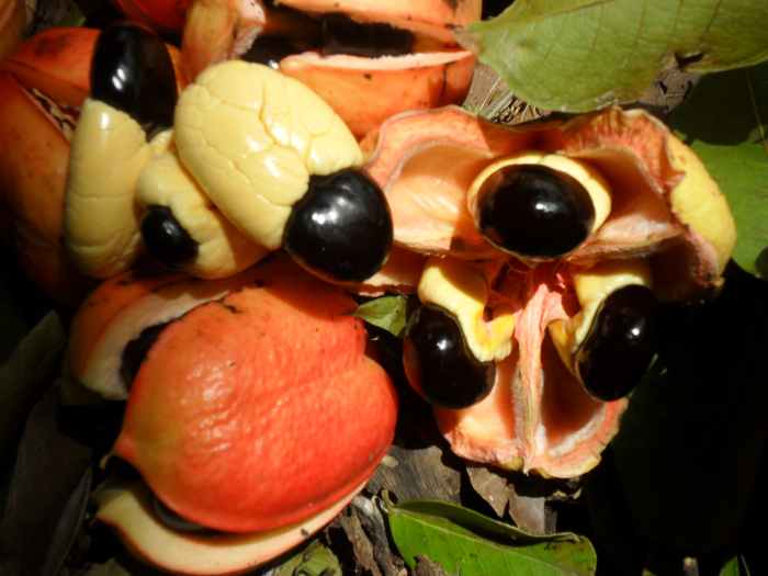 Ackee Information and Facts - HubPages