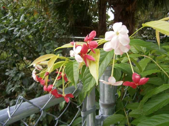 The Rangoon Creeper: A Beautiful Blooming Vine - HubPages