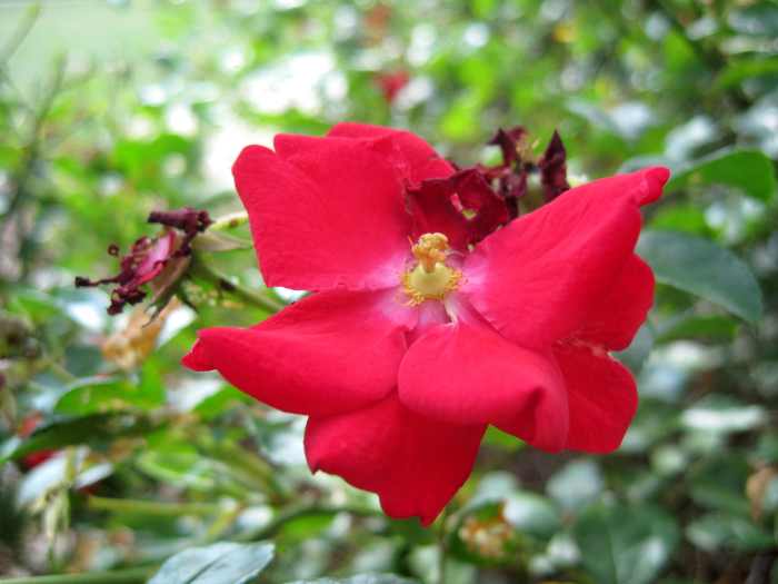 Things to Do on the Kenosha, Wisconsin, Lakefront - HubPages