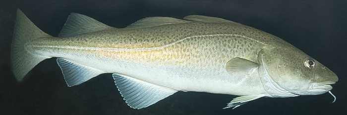 Atlantic Cod and Pacific Hake Facts, Lives, and Concerns - Owlcation
