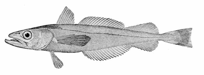 Atlantic Cod and Pacific Hake Facts, Lives, and Concerns - Owlcation