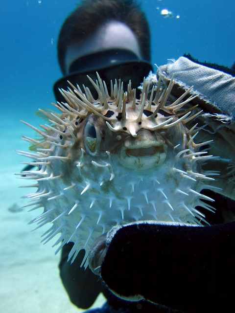 Facts about Amazing Puffer Fish - A Marine Wonder - HubPages