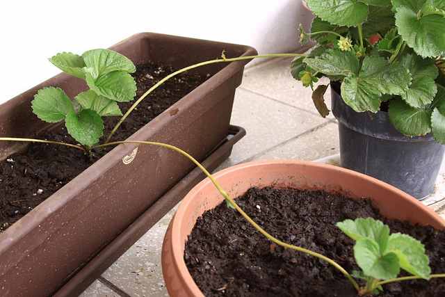 How to Grow and Reproduce Strawberry plants in Containers by Runner ...