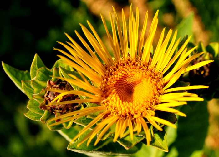 Natural Home Treatment for Stomach Flu--Vomiting and Diarrhea - HubPages