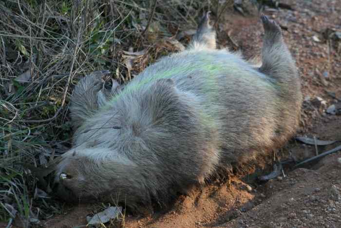 Australian Wombat - Facts, Habits and Personality - HubPages