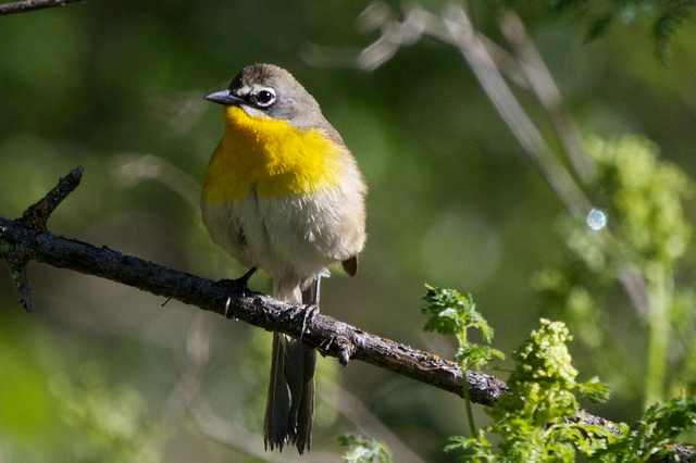 Top 10 Tiny, Cute Colourful Birds and Their Sounds - HubPages