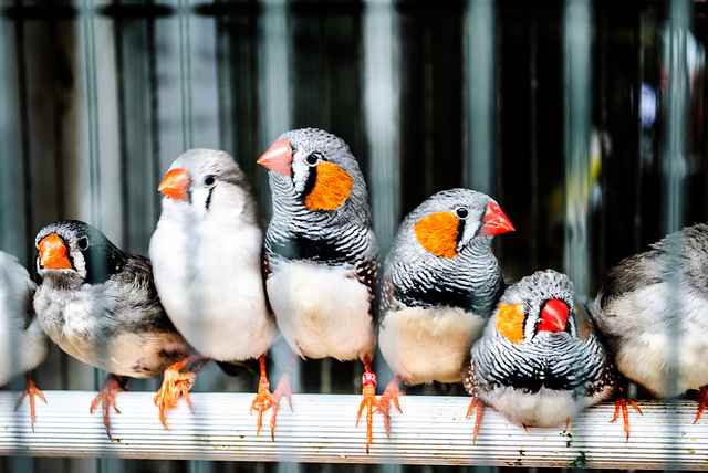 Top 10 Tiny, Cute Colourful Birds and Their Sounds - HubPages