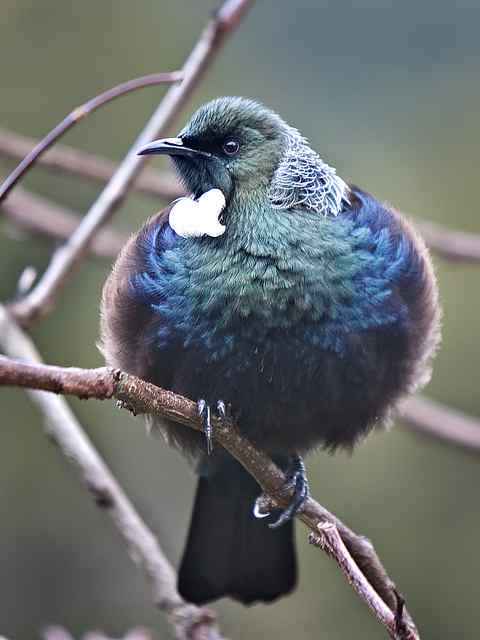 Top 10 Tiny, Cute Colourful Birds and Their Sounds - HubPages