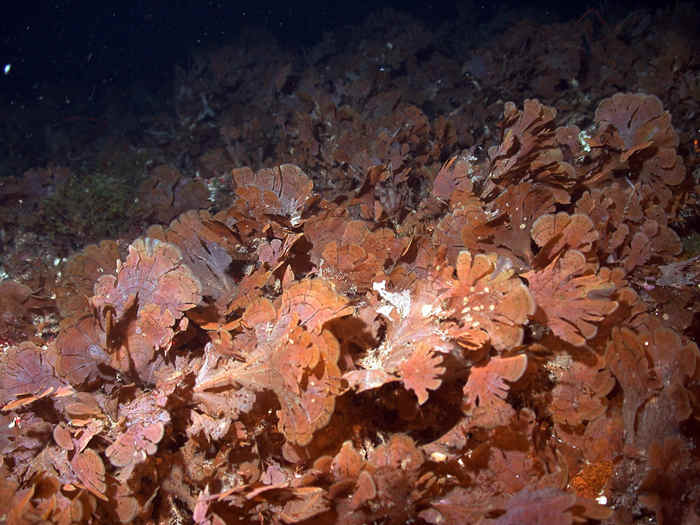 How to Make an Ooho the Edible Water Blob - HubPages