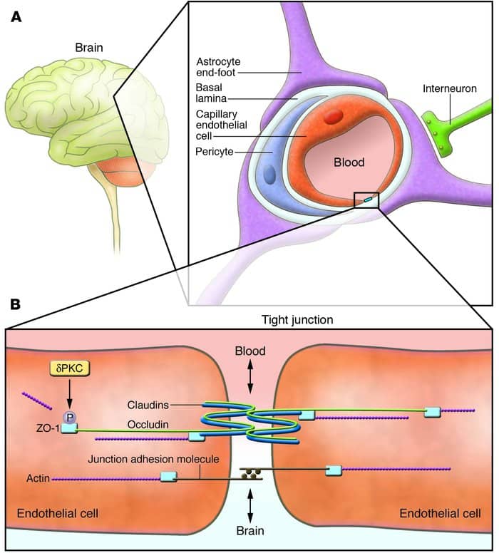 How are drugs distributed in the body? - Distribution of drugs ...
