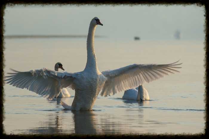 The World Of Amazing Waterfowl Birds - HubPages