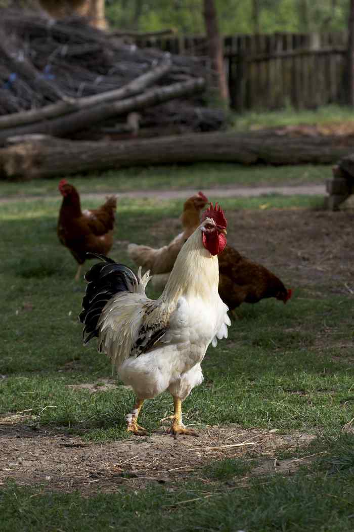 History of Gullah Geechee Southern Cuisine - HubPages