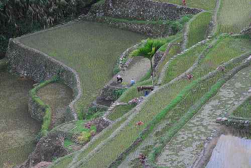 Tapuy - Filipino Rice Wine: How to Make - HubPages