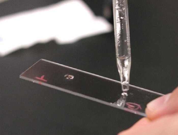 How To Prepare A Temporary Wet Mount - A Biology Lab Slide - HubPages