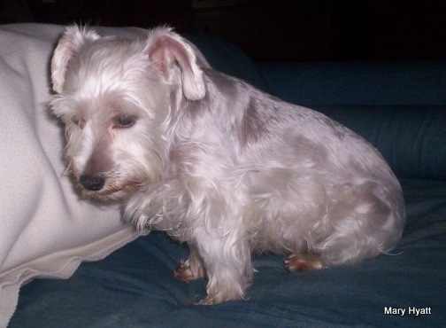 My Miniature Schnauzer Is Blind From Glaucoma. Facts And Information ...