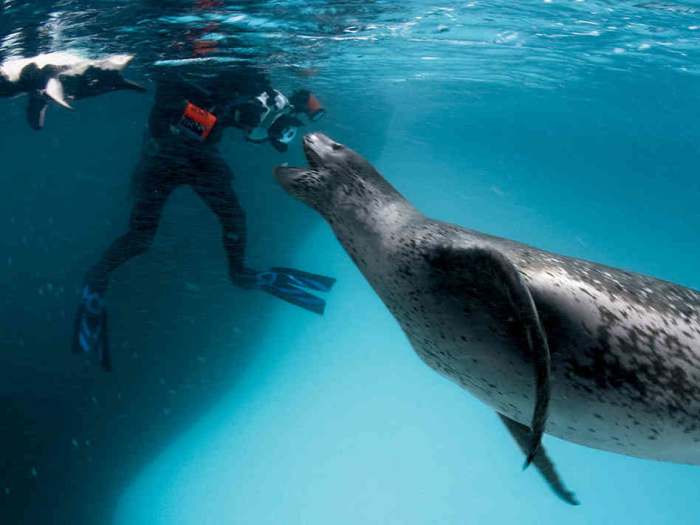 Top 10 Cute but Deadly Animals - HubPages