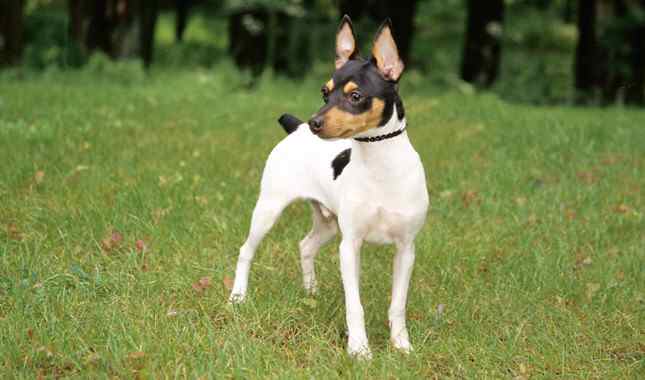10 Low-Maintenance Small Dog Breeds - HubPages