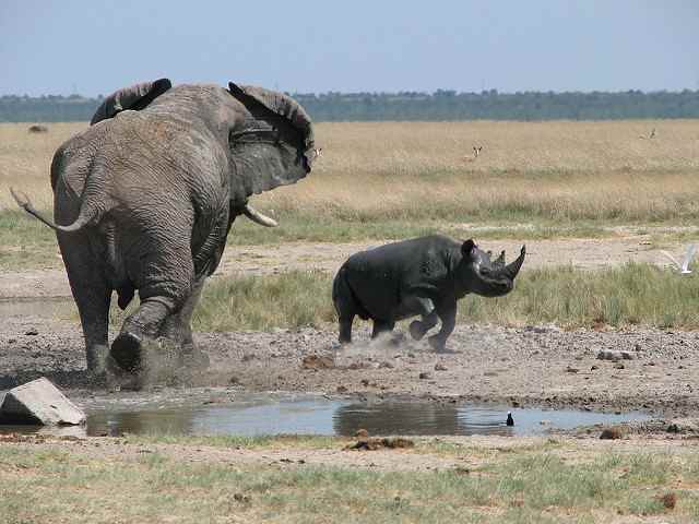10 Incredible Rivalries From the Animal Kingdom - HubPages