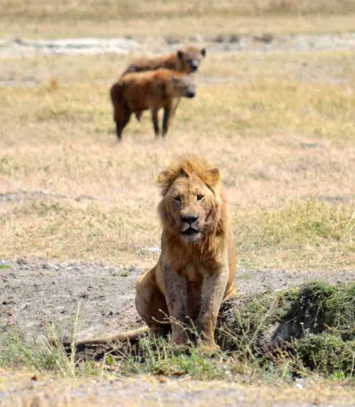 10 Incredible Rivalries From the Animal Kingdom - HubPages