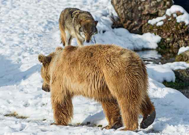10 Incredible Rivalries From the Animal Kingdom - HubPages