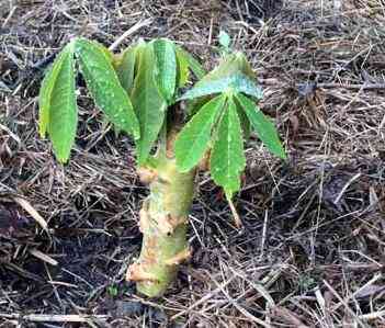 How To Plant and Harvest Cassava - HubPages
