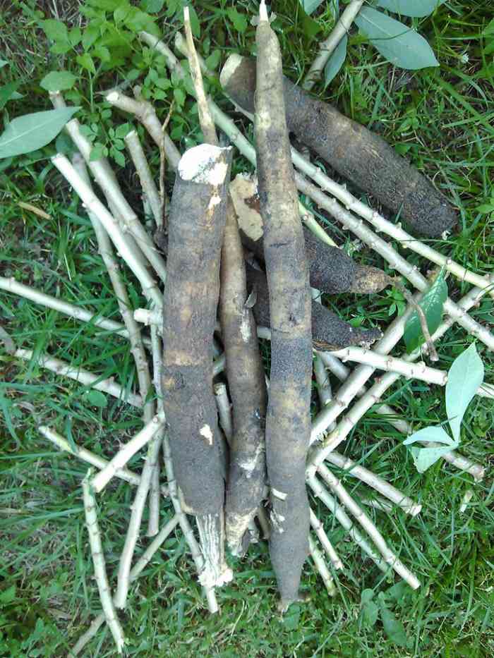 How To Plant and Harvest Cassava - HubPages