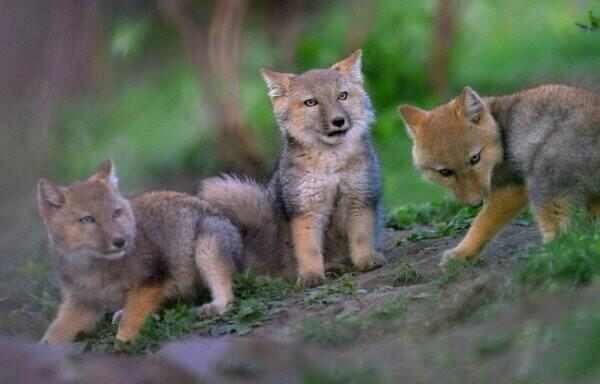 The 10 Most Endangered Fox Species - HubPages
