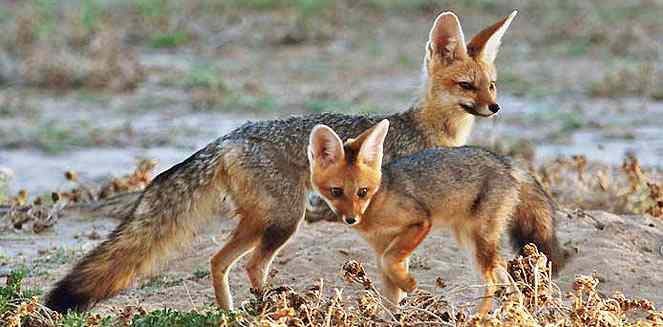The 10 Most Endangered Fox Species - HubPages