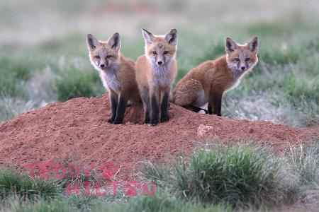 The 10 Most Endangered Fox Species - HubPages