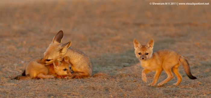 11 Endangered Foxes That May Become Extinct - HubPages