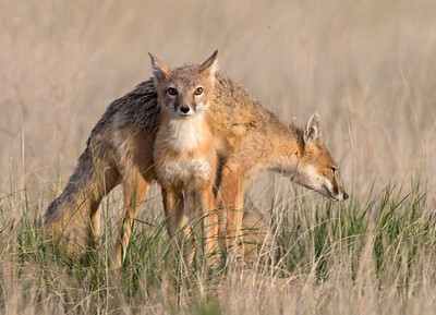 The 10 Most Endangered Fox Species - HubPages