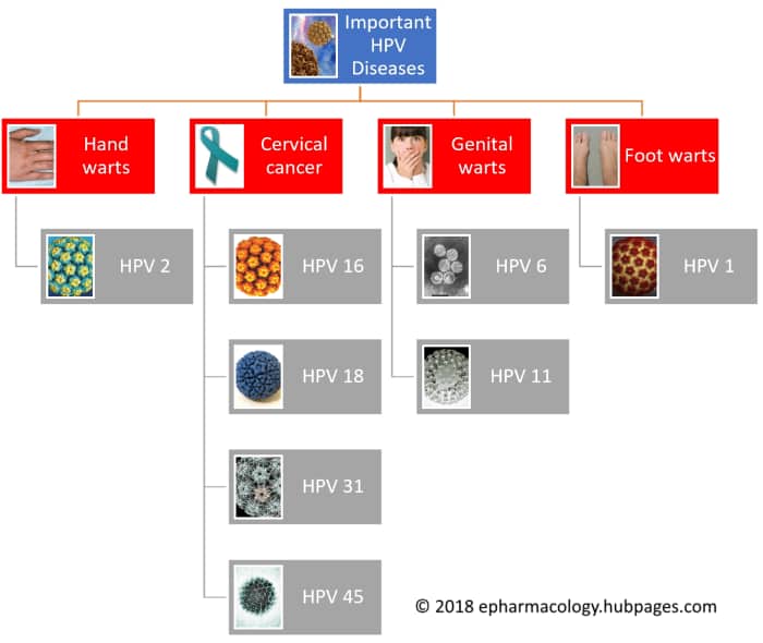 Hpv: Types, Infection, Symptoms, Cancer, Warts, Transmission and More ...