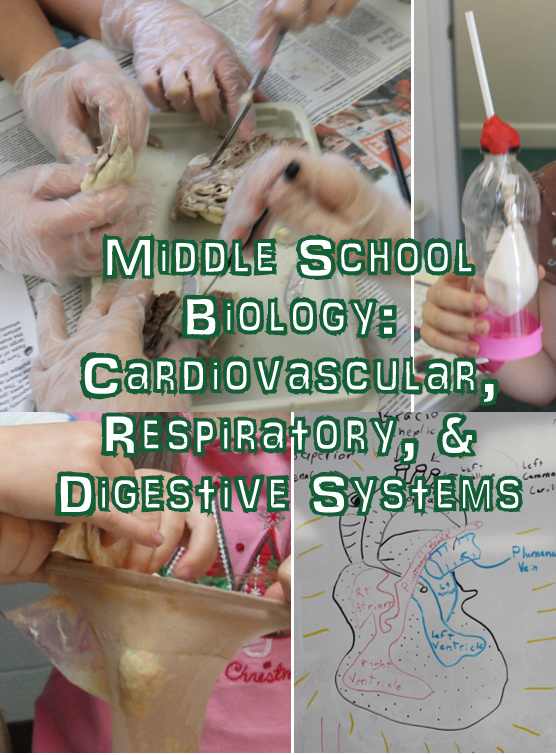 Cardiovascular, Respiratory, & Digestive Systems STEM Lesson Plan for ...