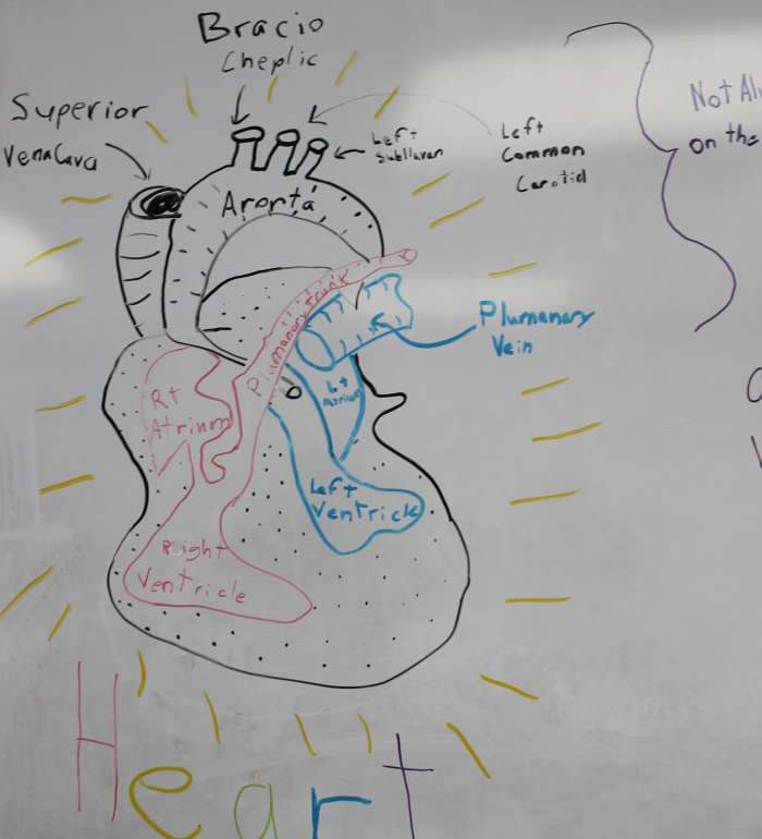 Cardiovascular, Respiratory, & Digestive Systems STEM Lesson Plan for ...